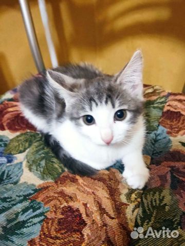Кошка