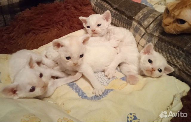 Котята девон-рекс