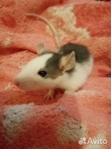 Крысята смесь дамбо и хаски есть альбиносы