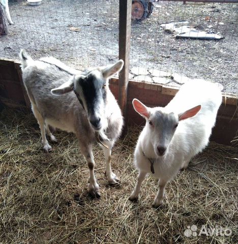 Зааненские/чешские/ламанча козы дойные