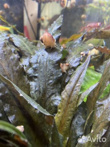 Ампулярии черничные