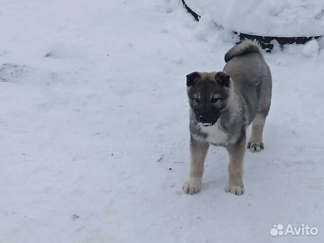Западно сибирская лайка