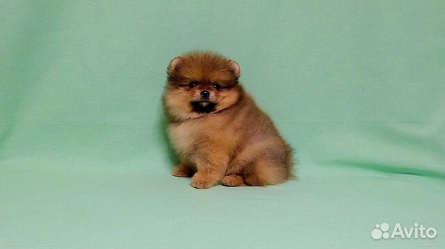 Девочка минюшка