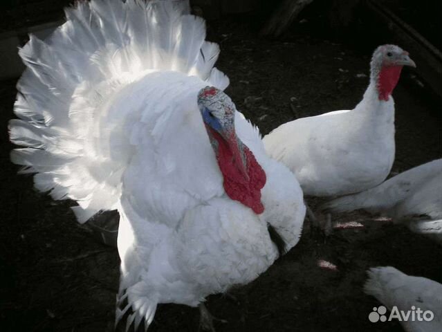 Индюки индюшки индейки