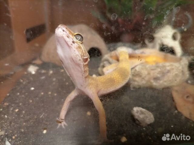Эублефар с террариумом