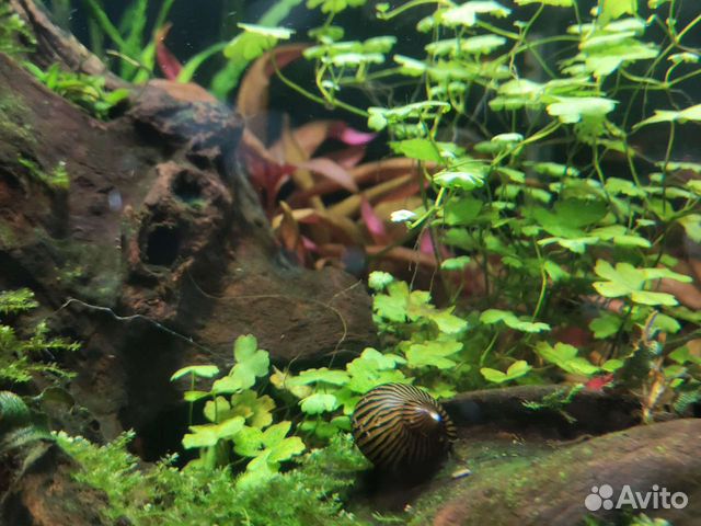 Улитка неретина