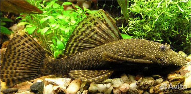 Сомик анциструс (30 см)