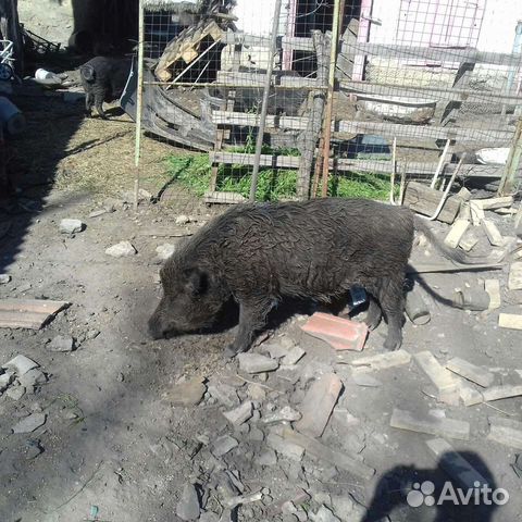 Вьетнамский вислобрюхий хряк