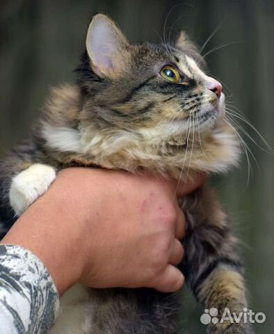 Котенок пушистый и ласковый