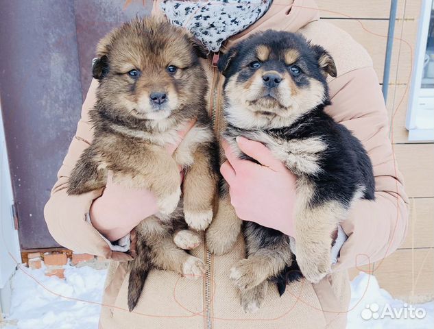 Щенки 2 месяца, среднего размера