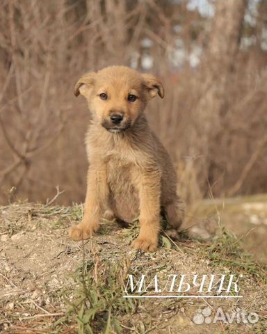 Собаки бесплатно в добрые руки