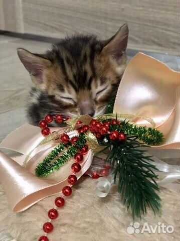 Бенгальские котята в добрые руки