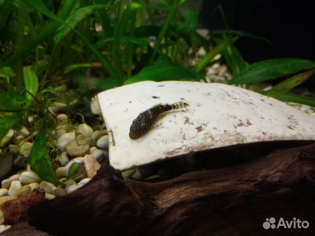 Малёк анциструса 2,5 см