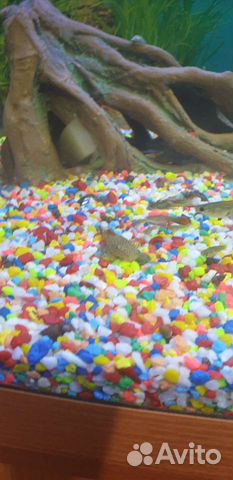 Гуппи бесплатно