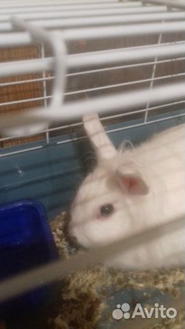 Продаю кролика