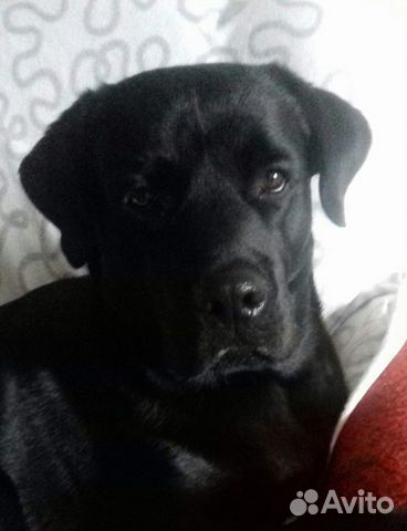 Вязка Лабрадора