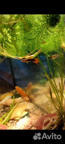 Рыбки гуппи