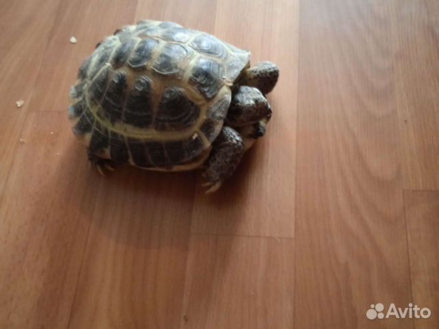 Черепаха сухопутная