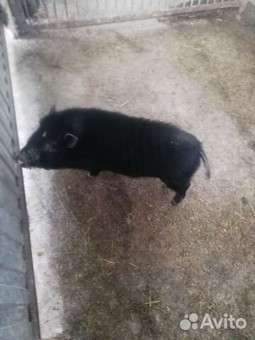 Вьетнамский вислобрюхий хряк