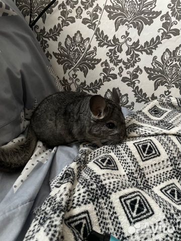 Шиншилла мальчик 4 месяца