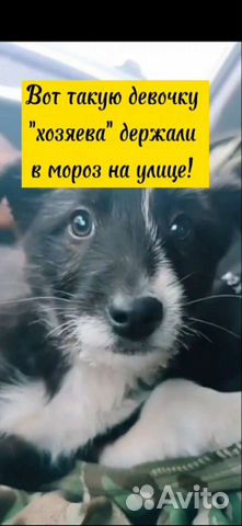 Щенок