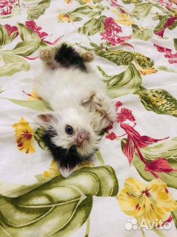 Котеночек ищет дом