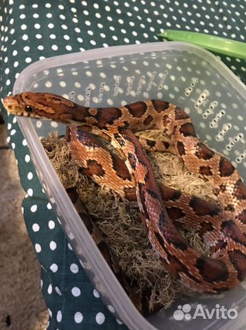 Маисовый полоз