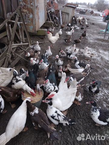 Мускусные утки