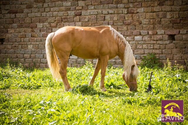 Соловый конь (мерин) 2014 г.р., 162 см в холке