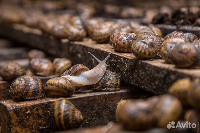 Улитки ахатины