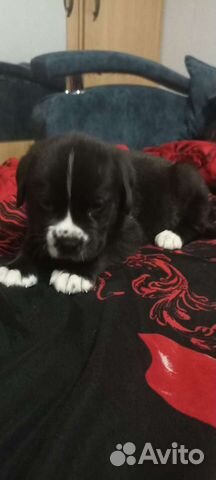 Кане корсо бесплатно