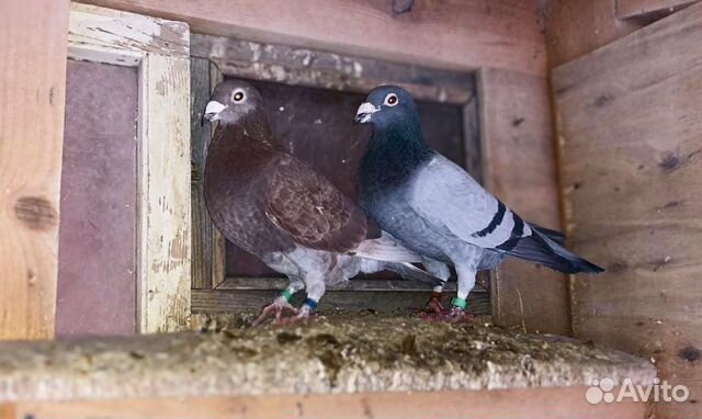 Голуби спортивные