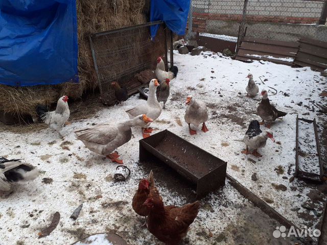 Гуси, утки, куры