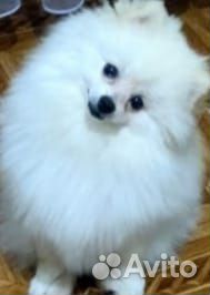 Померанский шпиц щенки