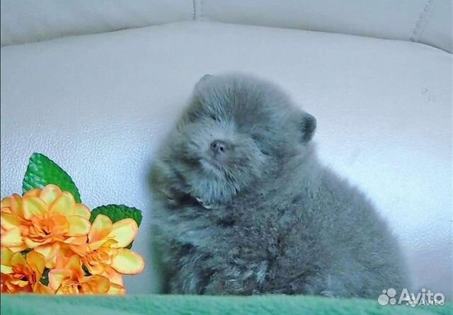 Красавчик лиловый мальчик