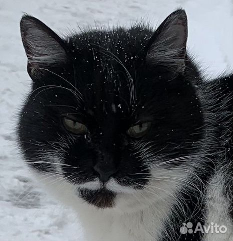 Кошка, живущая на улице