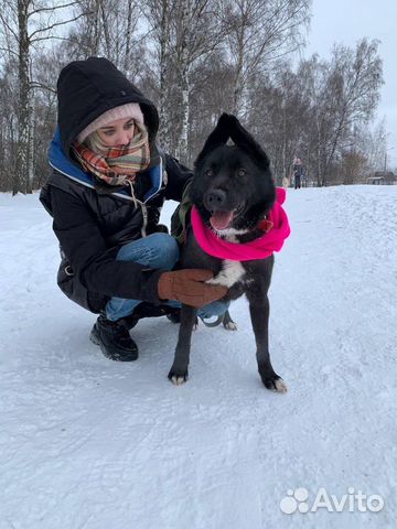 Собака может погибнуть без вашей доброты