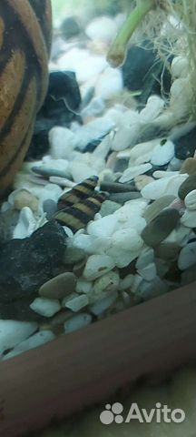 Улитки аквариумные