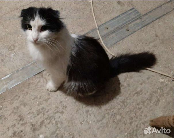 Кот Маркиз(хищник)
