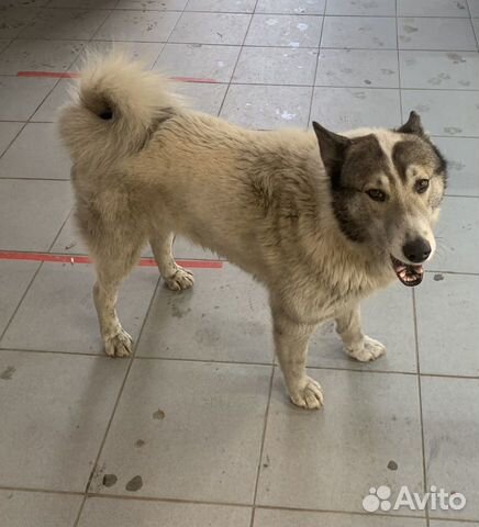 Лайка мальчик ищет дом