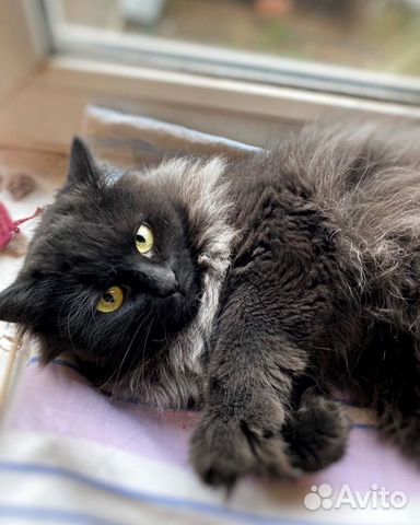 Пушистая кошка в добрые руки