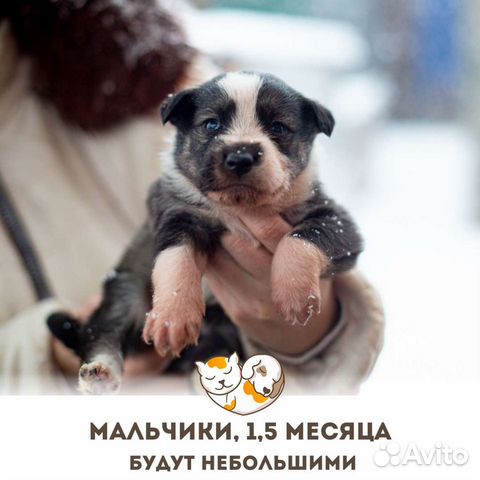 Щенки -мальчишки, 1.5 мес., милые карапузы