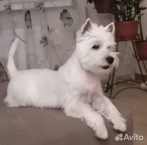 Щенки вестхайленда