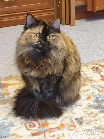 Кошечка умница