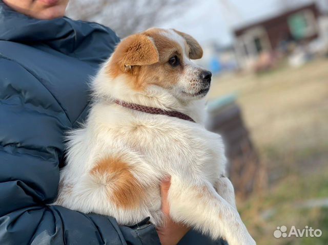 Отдаю собаку Амура 4 кг 1,5 годика в дар