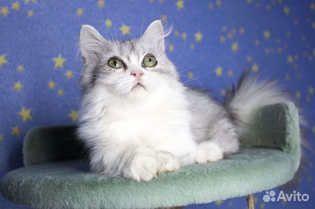 Котята Манчкин