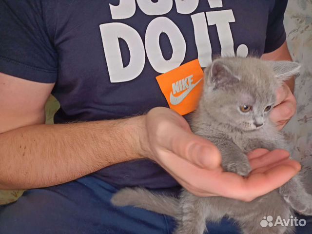 Котята Метисы