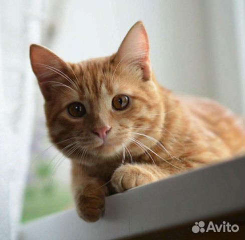 Супер-котёнок Барсик