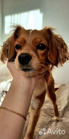 Спаниель сучка вязка