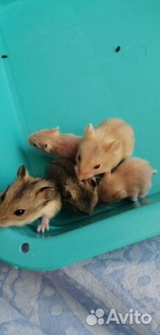 Джунгарские хомячки